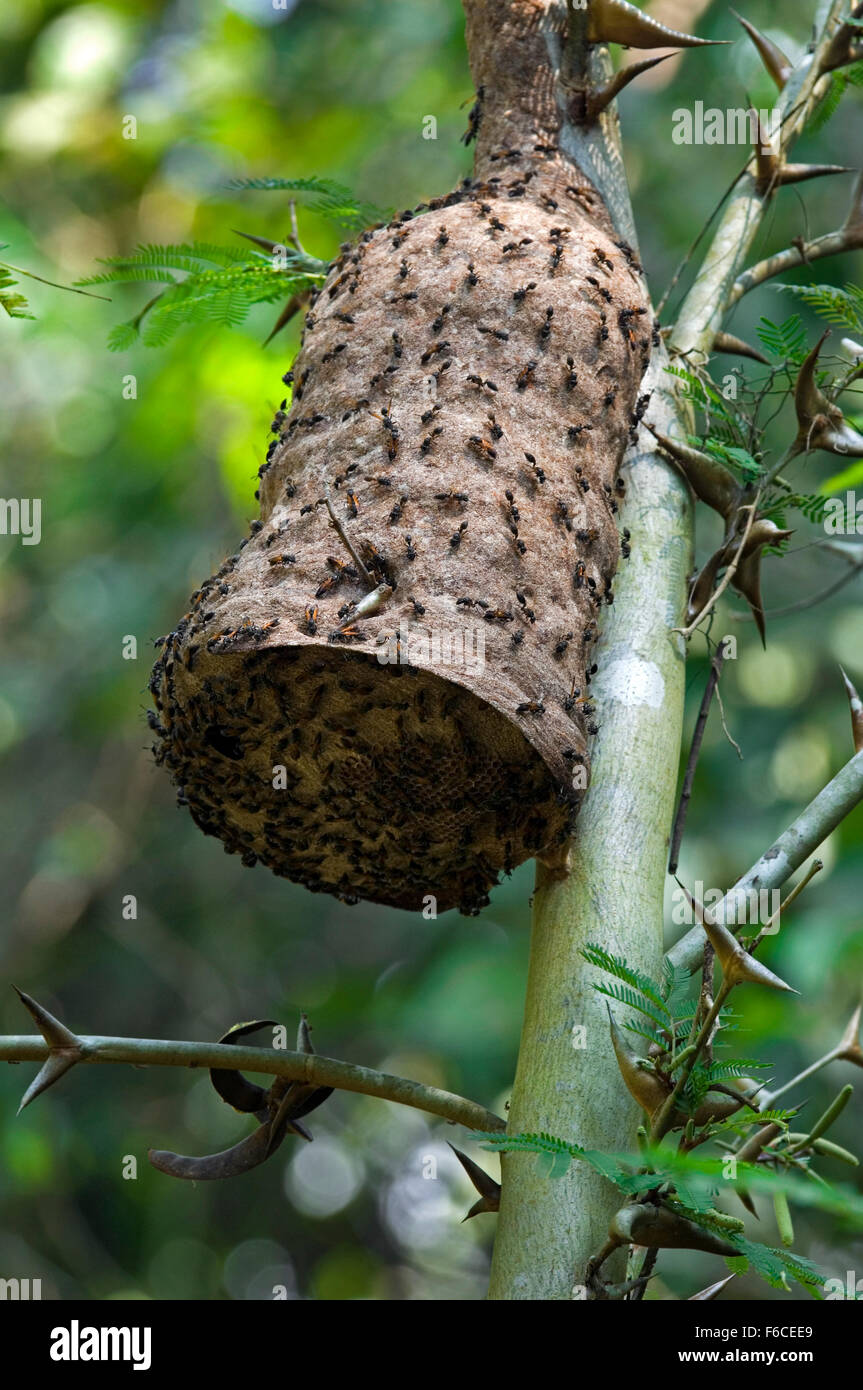 Ants invading nest of paper wasps (Vespidae) hanging from tree in Costa ...