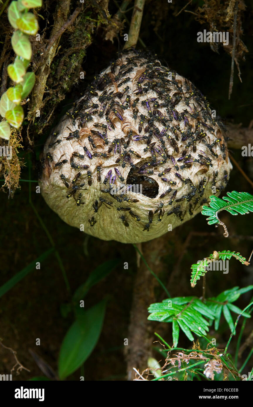 Wasp Swarming Around Tall Structures