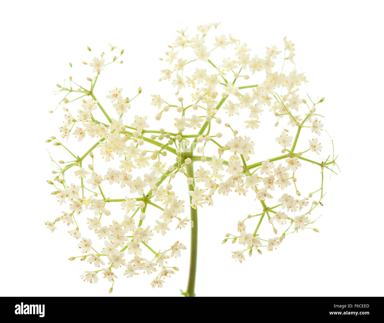 Sambucus nigra (Black Elder, European Elder; European Elderberry ...