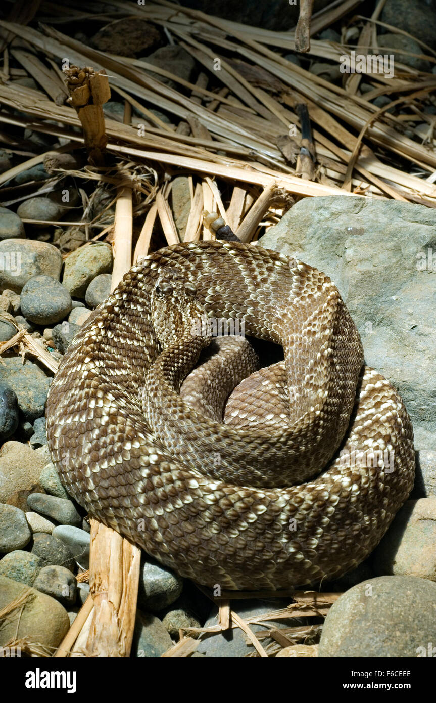 Neotropical rattlesnake hi-res stock photography and images - Alamy