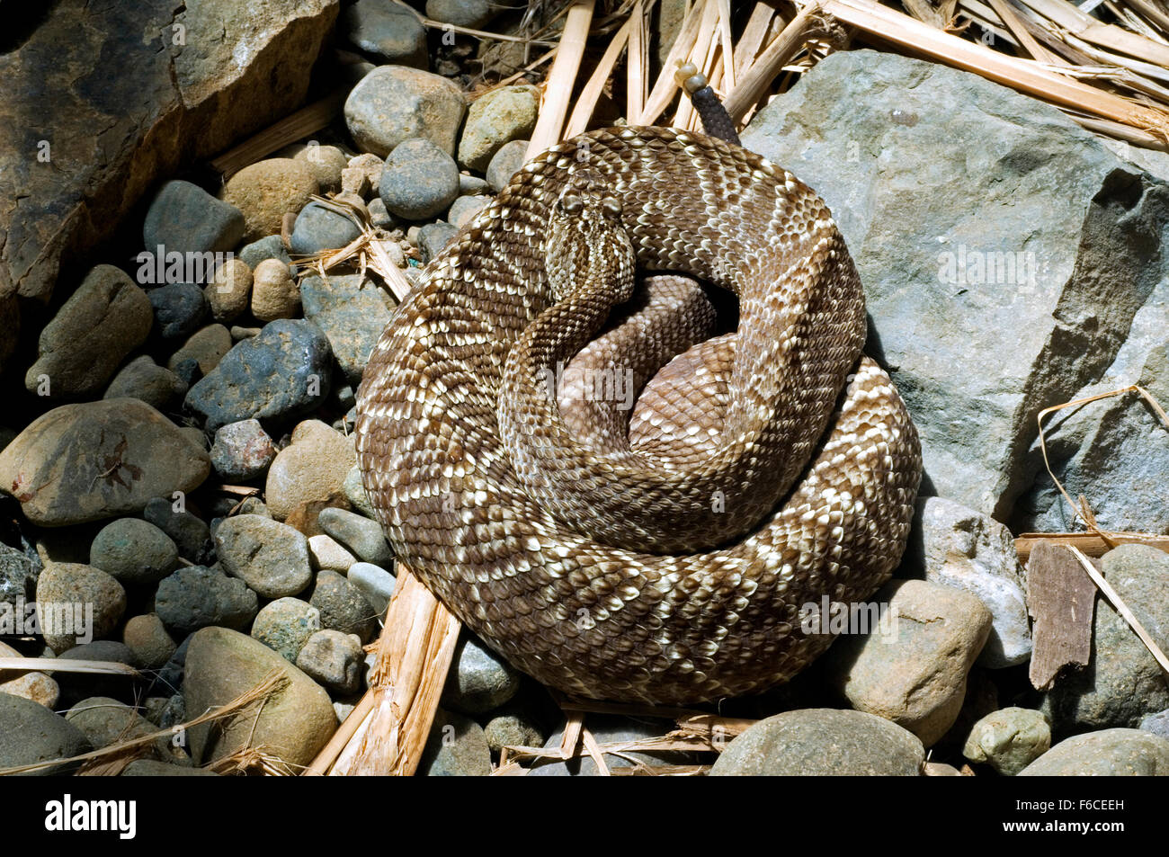 Central American rattlesnake / Costa Rican rattlesnake (Crotalus simus ...