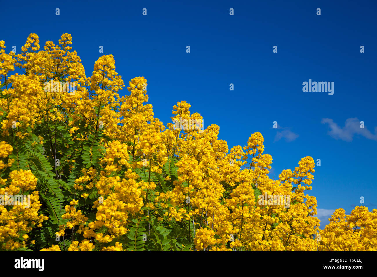 Cassia didymobotrya, Popcorn Cassia, Peanut Butter Senna Stock Photo ...