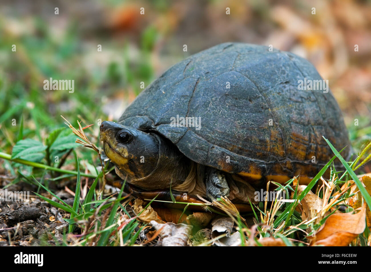 Scorpion mud turtle (Kinosternon scorpioides), Palo Verde National Park ...