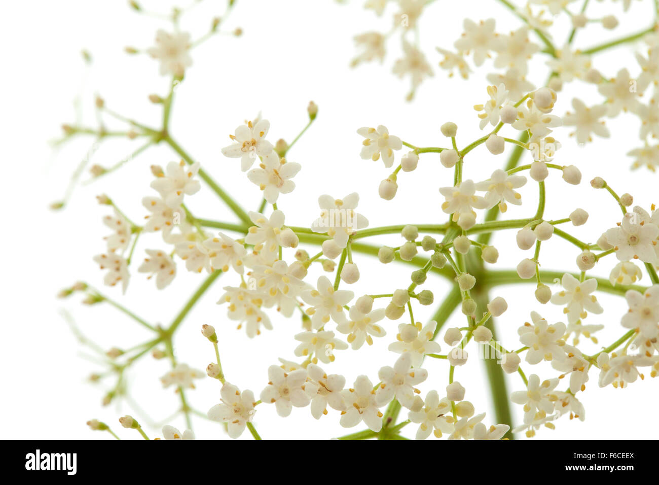Black lace elderberry hi-res stock photography and images - Alamy