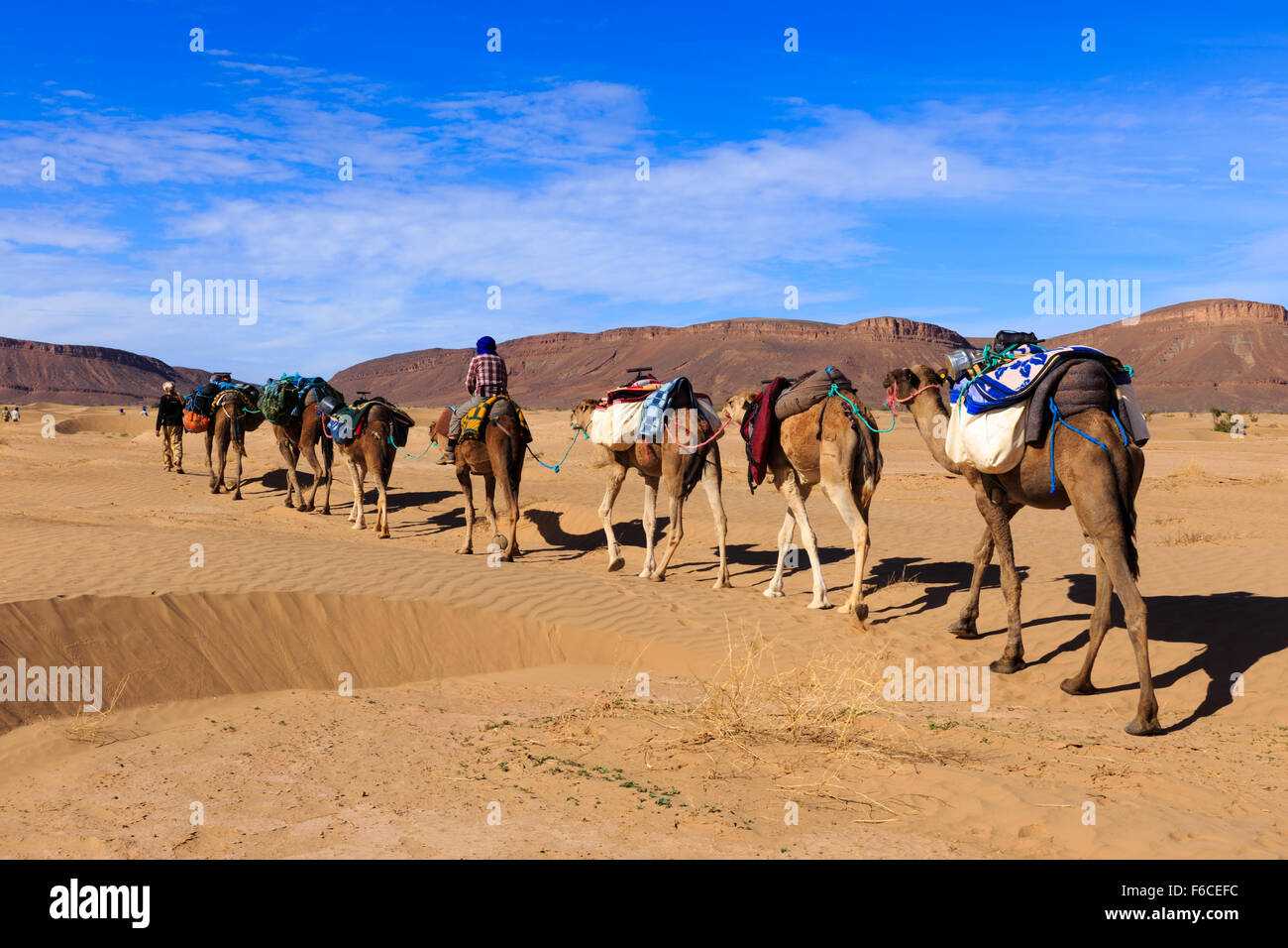camel caravan going through the desert Stock Photo - Alamy