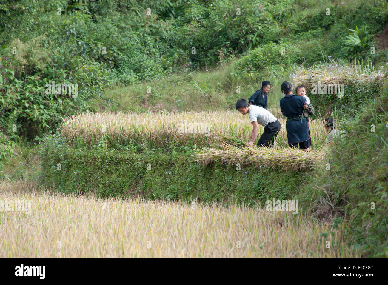 Vietnamese rice farmers harvesting their crops in the Sapa Valley ...