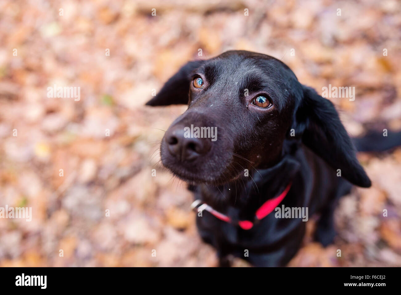 Dog in forest Stock Photo - Alamy