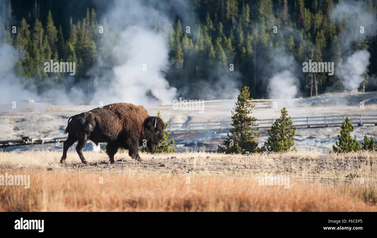 A Bull Bison walks the Old Faithful Geyser basin, in Yellowstone ...