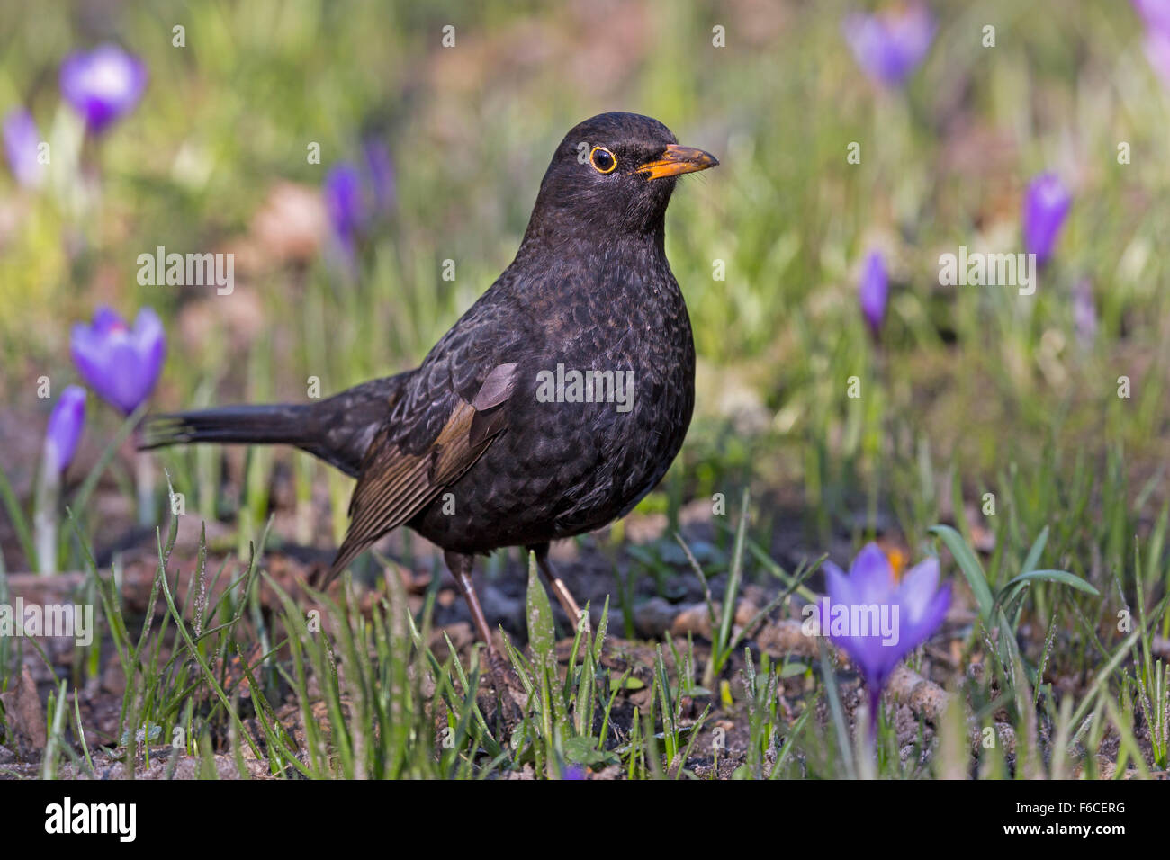 Amsel turdus merula eurasian blackbird hi-res stock photography and ...