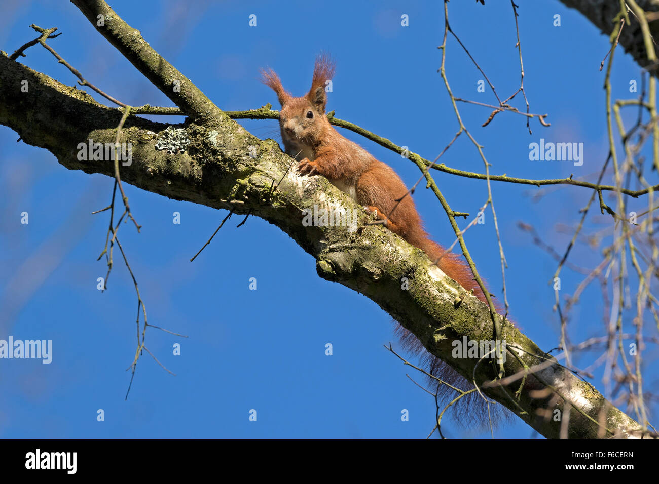 Squirrel climbing in a tree / Sciurus vulgaris Stock Photo - Alamy