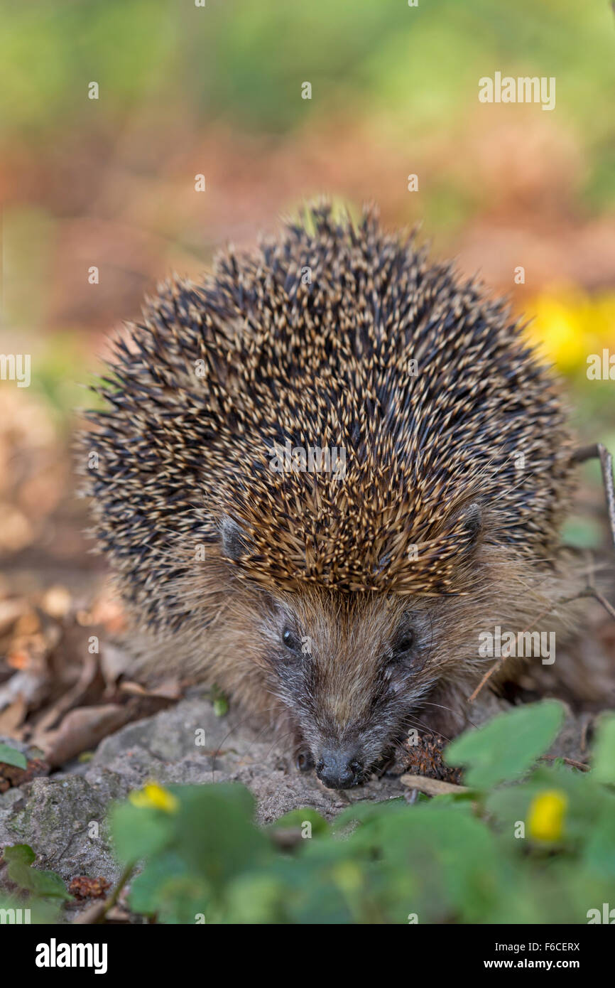 Deutschland erinaceus europaeus braunbrustigel hi-res stock photography ...