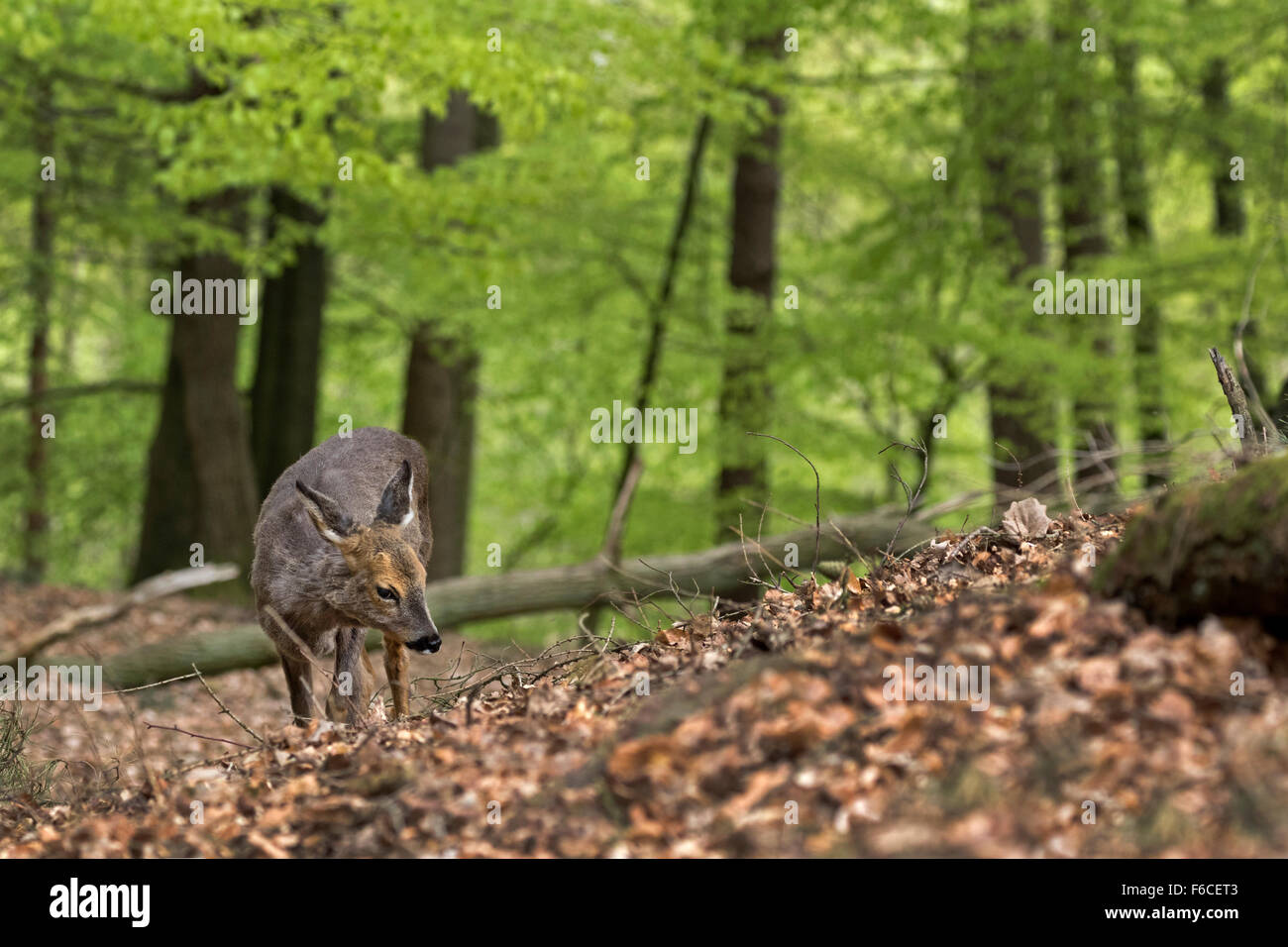 Roe trees hi-res stock photography and images - Alamy