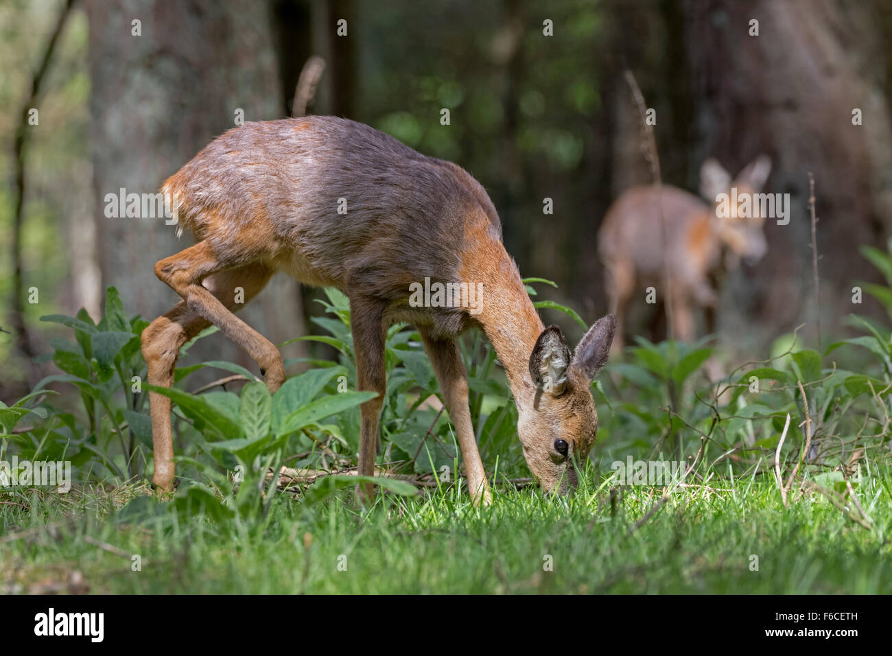 European roe deer standing on a glade / Capreolus capreolus Stock Photo ...
