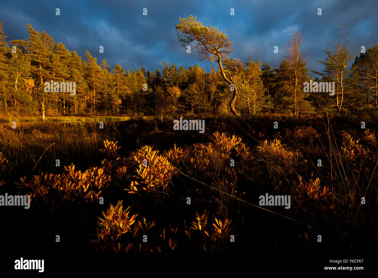 October evening at the island Brattholmen in the lake Vansjø, Østfold ...