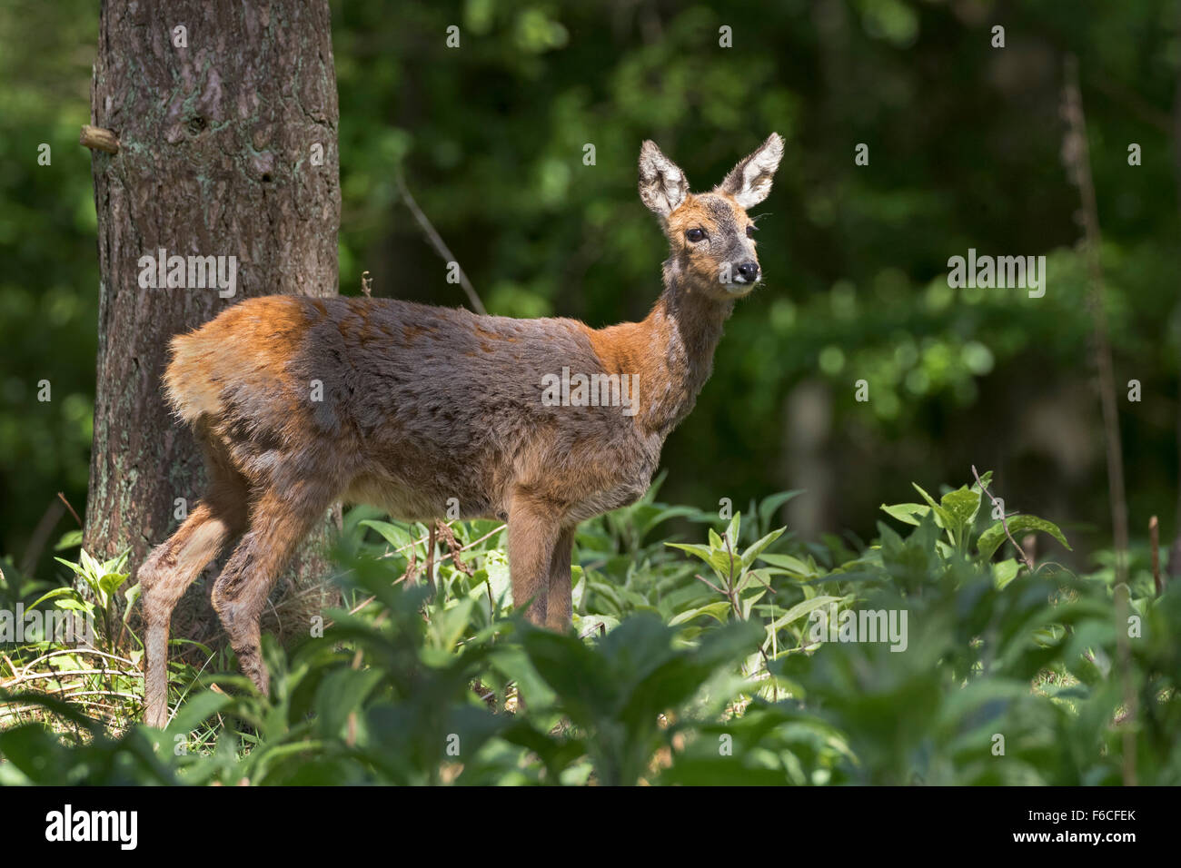 European roe deer standing on a glade / Capreolus capreolus Stock Photo ...