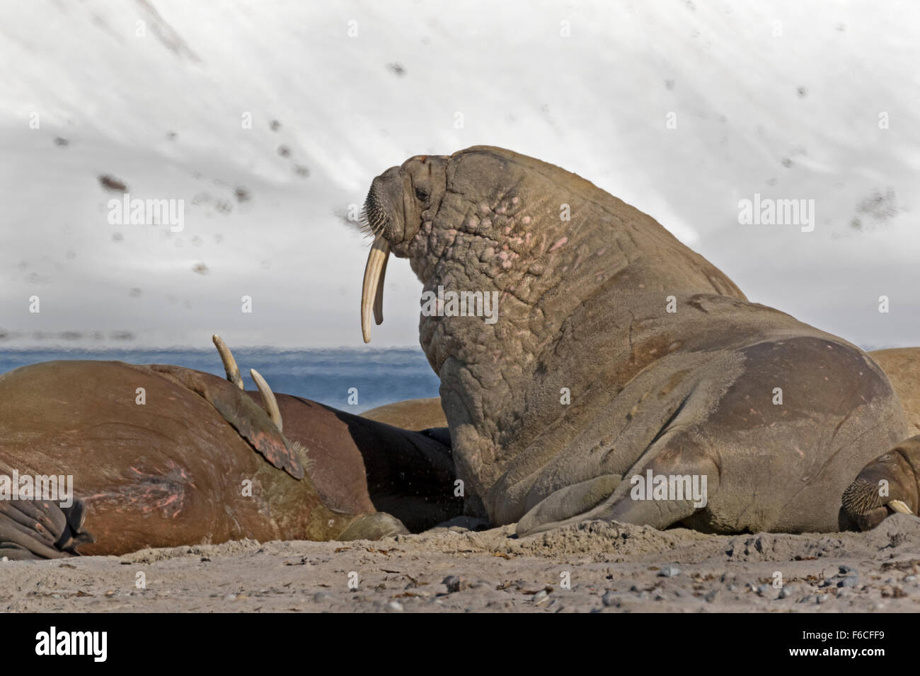 Walrus side hi-res stock photography and images - Alamy