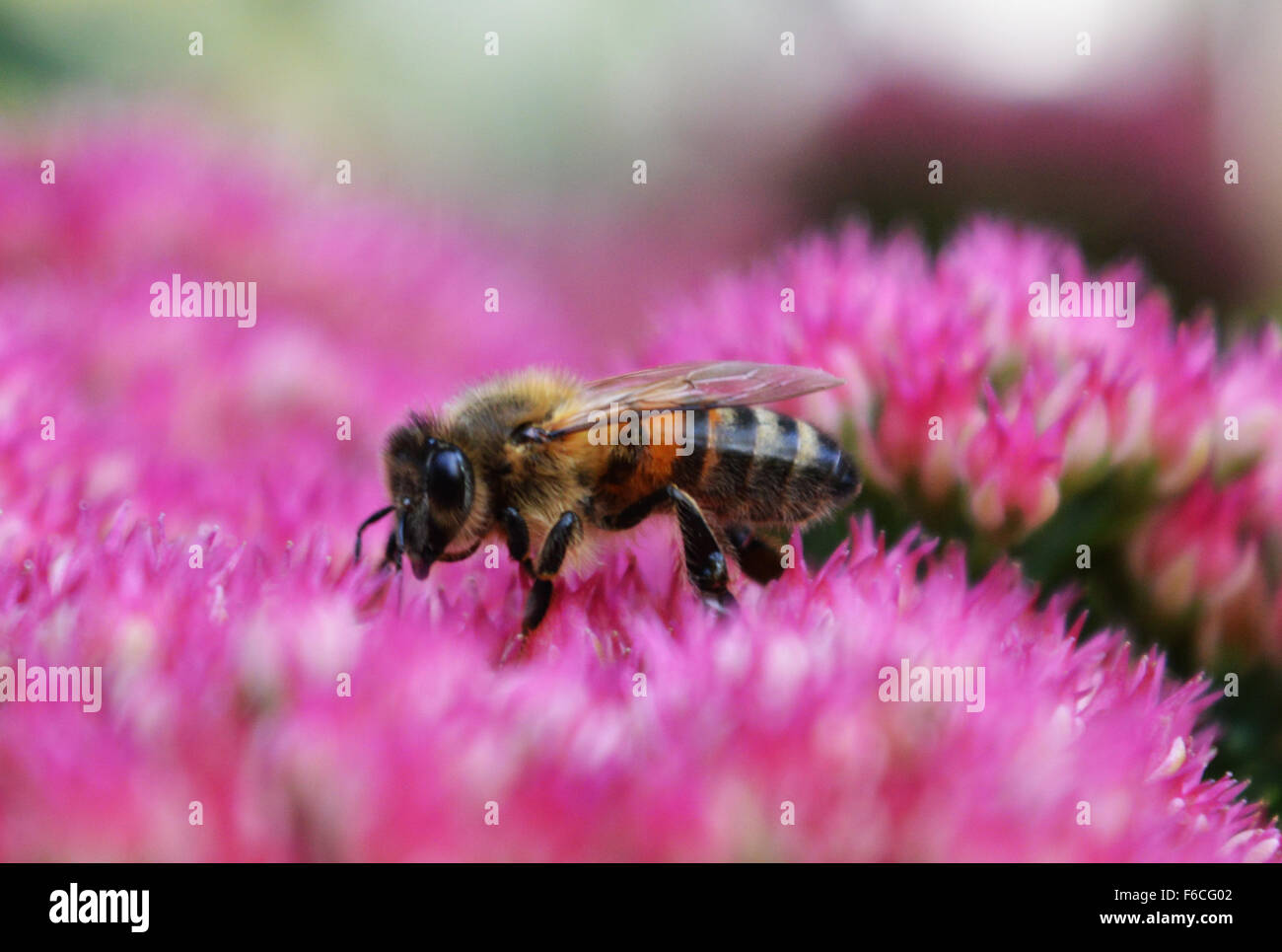 A bee collecting his pollen Stock Photo - Alamy