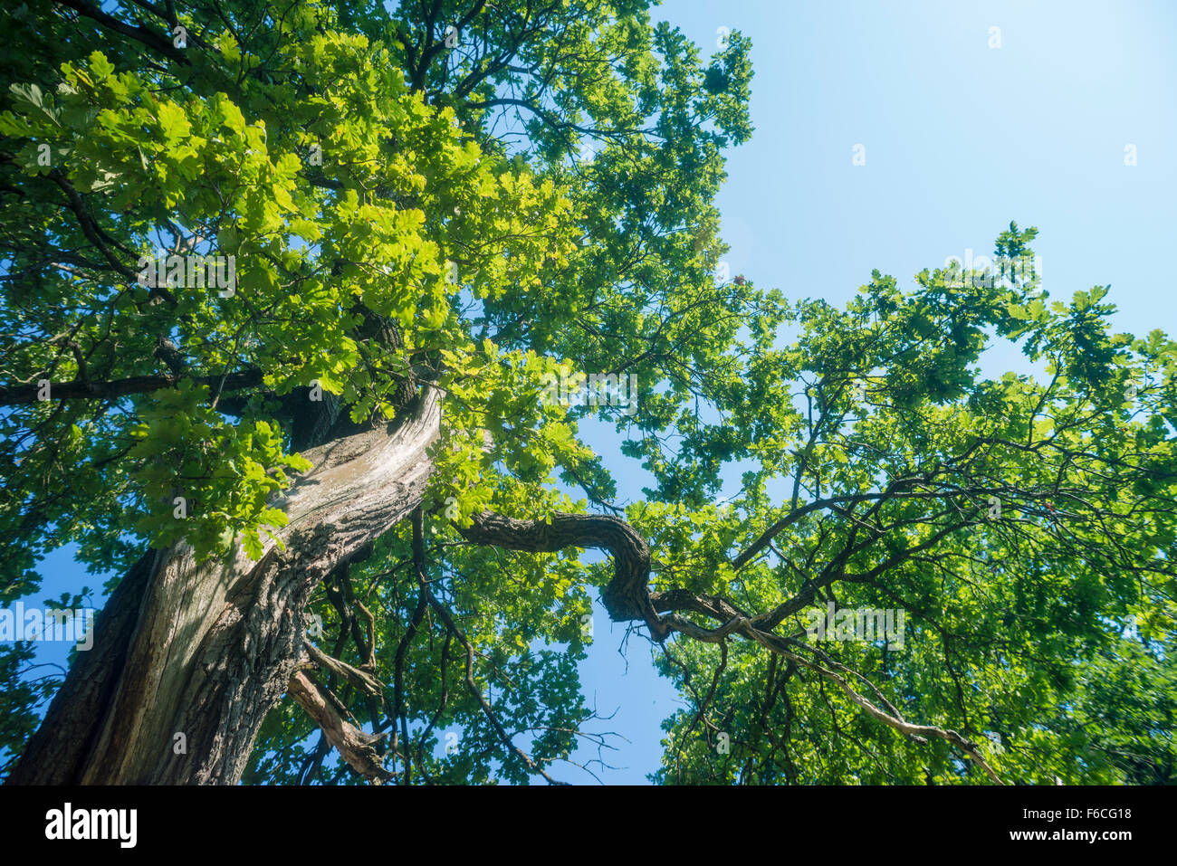 Big oak tree hi-res stock photography and images - Alamy