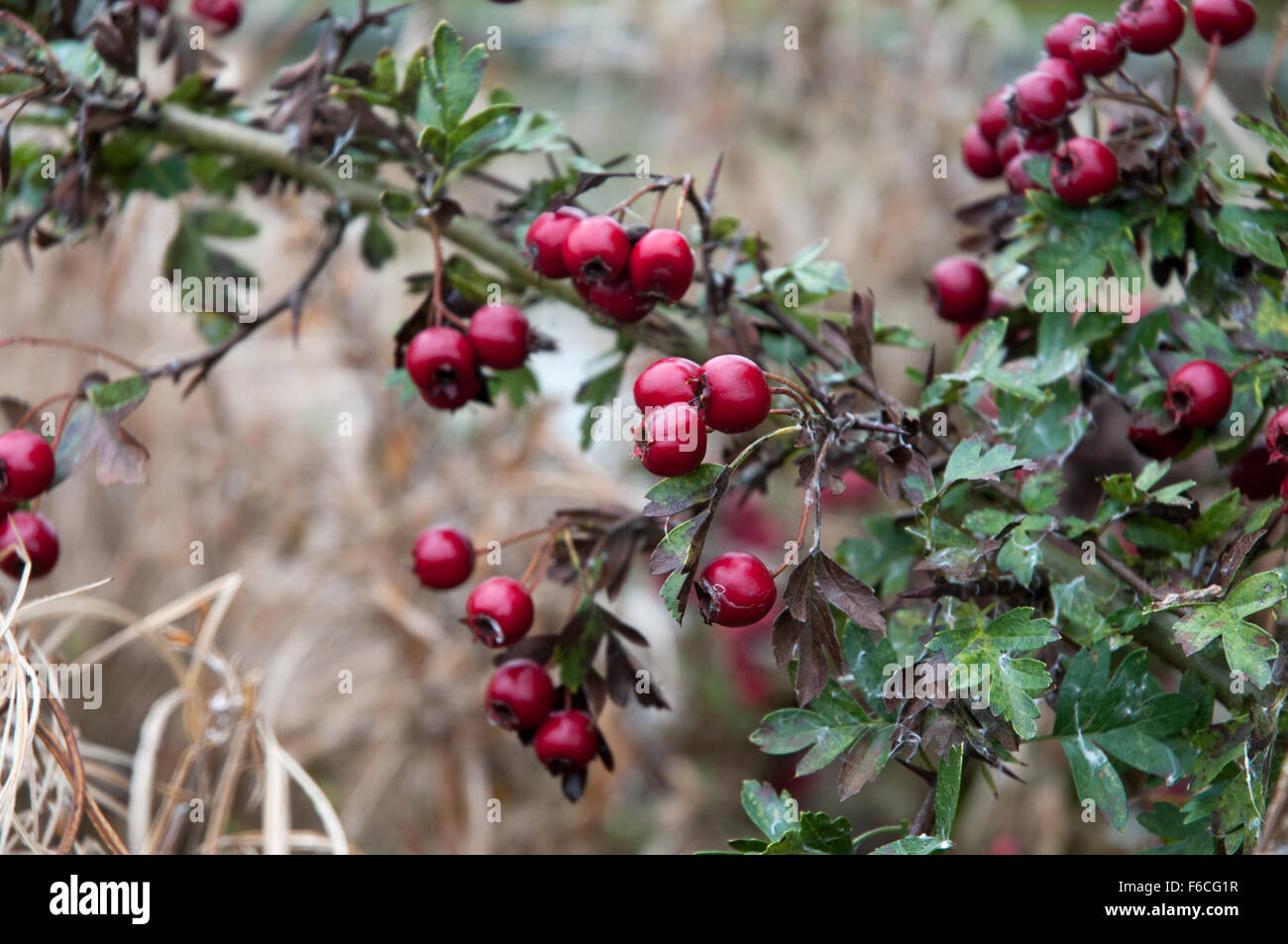 wild red berries winter sun Stock Photo - Alamy