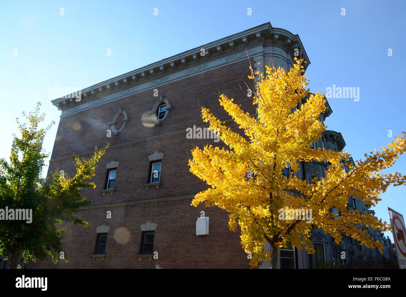 Brooklyn tree hi-res stock photography and images - Alamy
