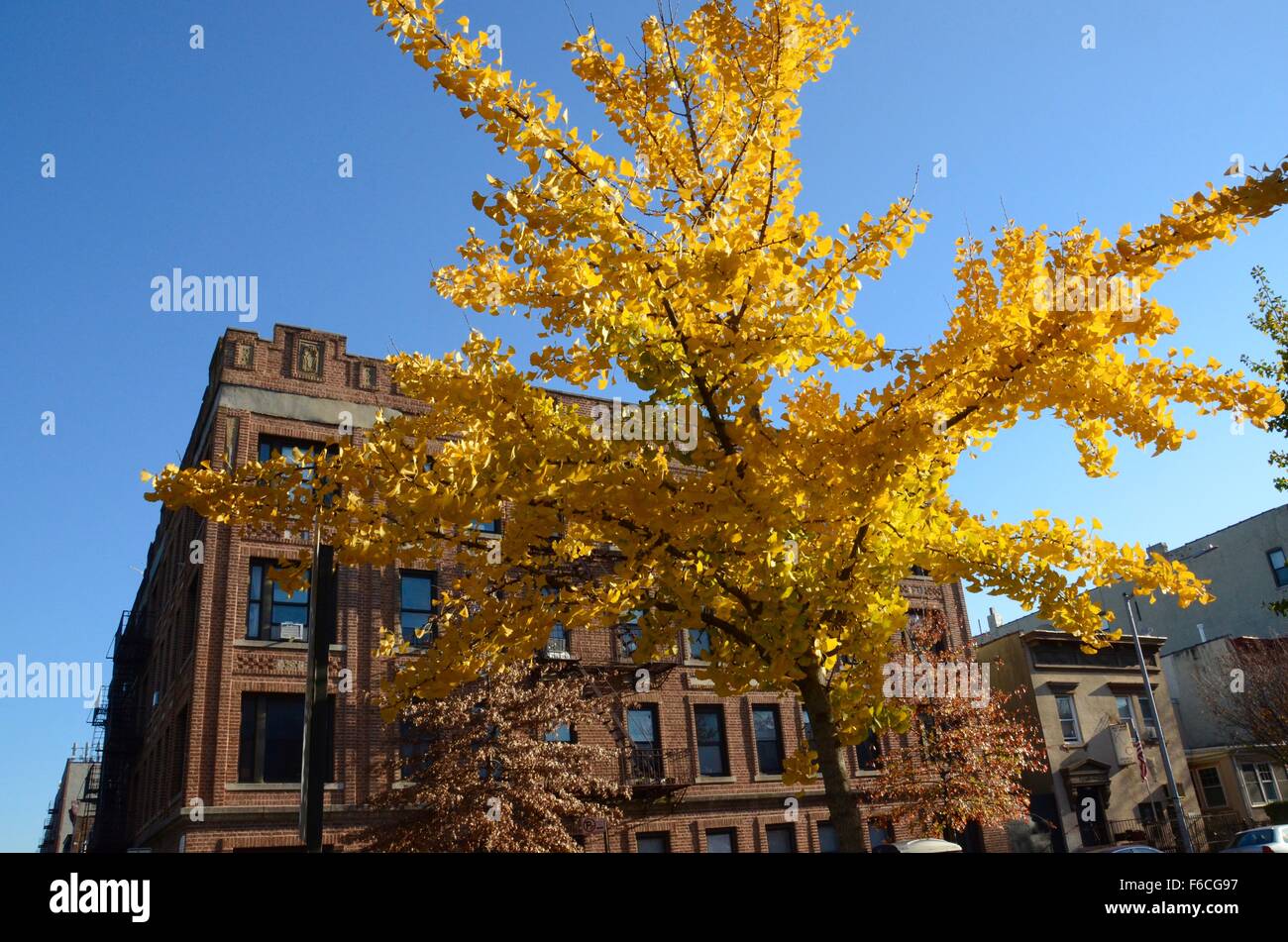 Tree brooklyn hi-res stock photography and images - Alamy