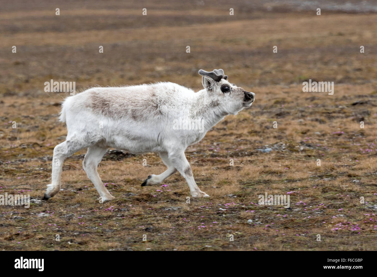 Svalbard Reindeer, Spitsbergen Island, Svalbard, Norway, Europe ...
