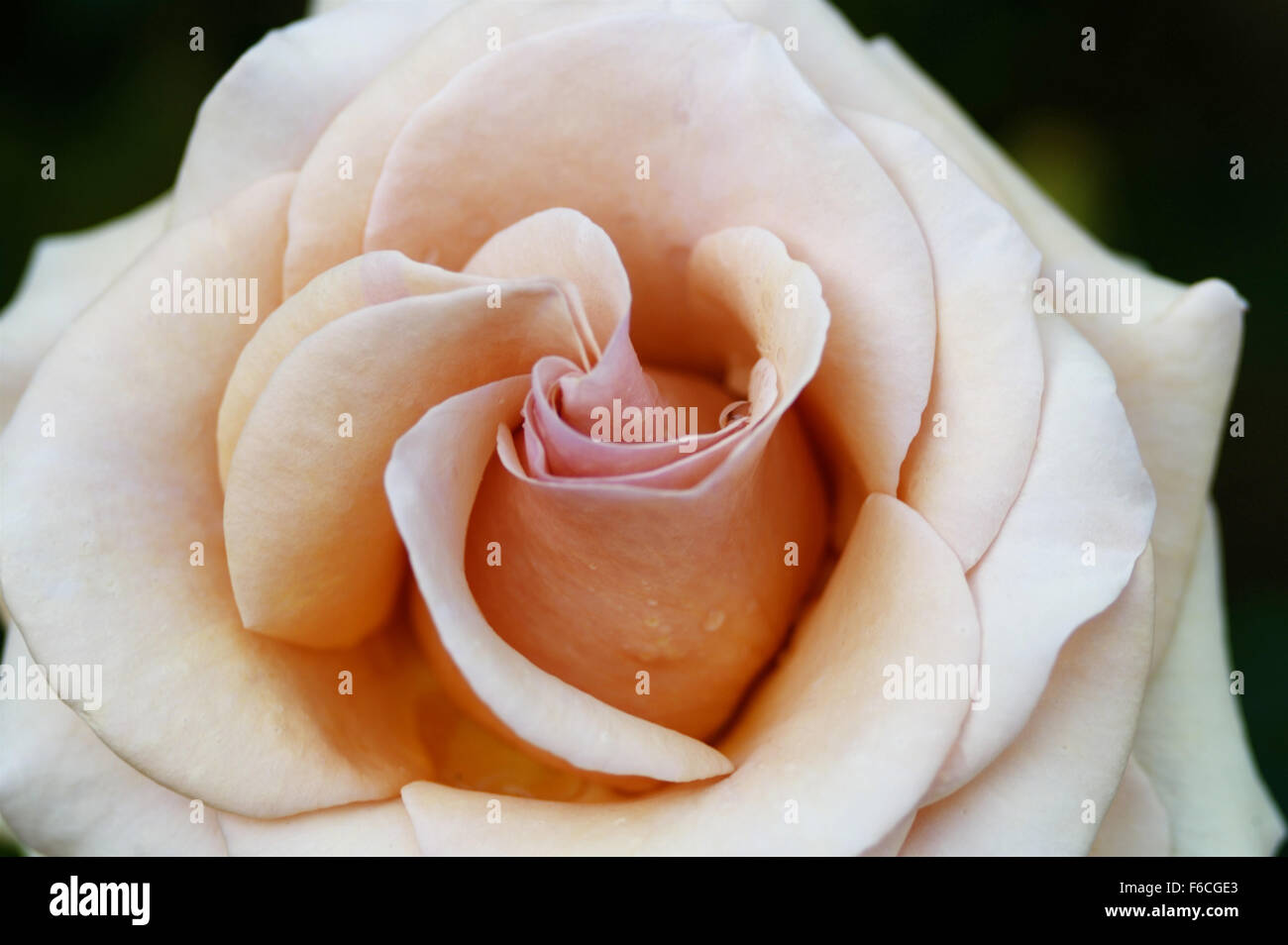 Monroe roses hi-res stock photography and images - Alamy