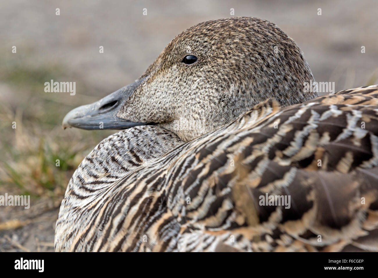 Eider female hi-res stock photography and images - Alamy