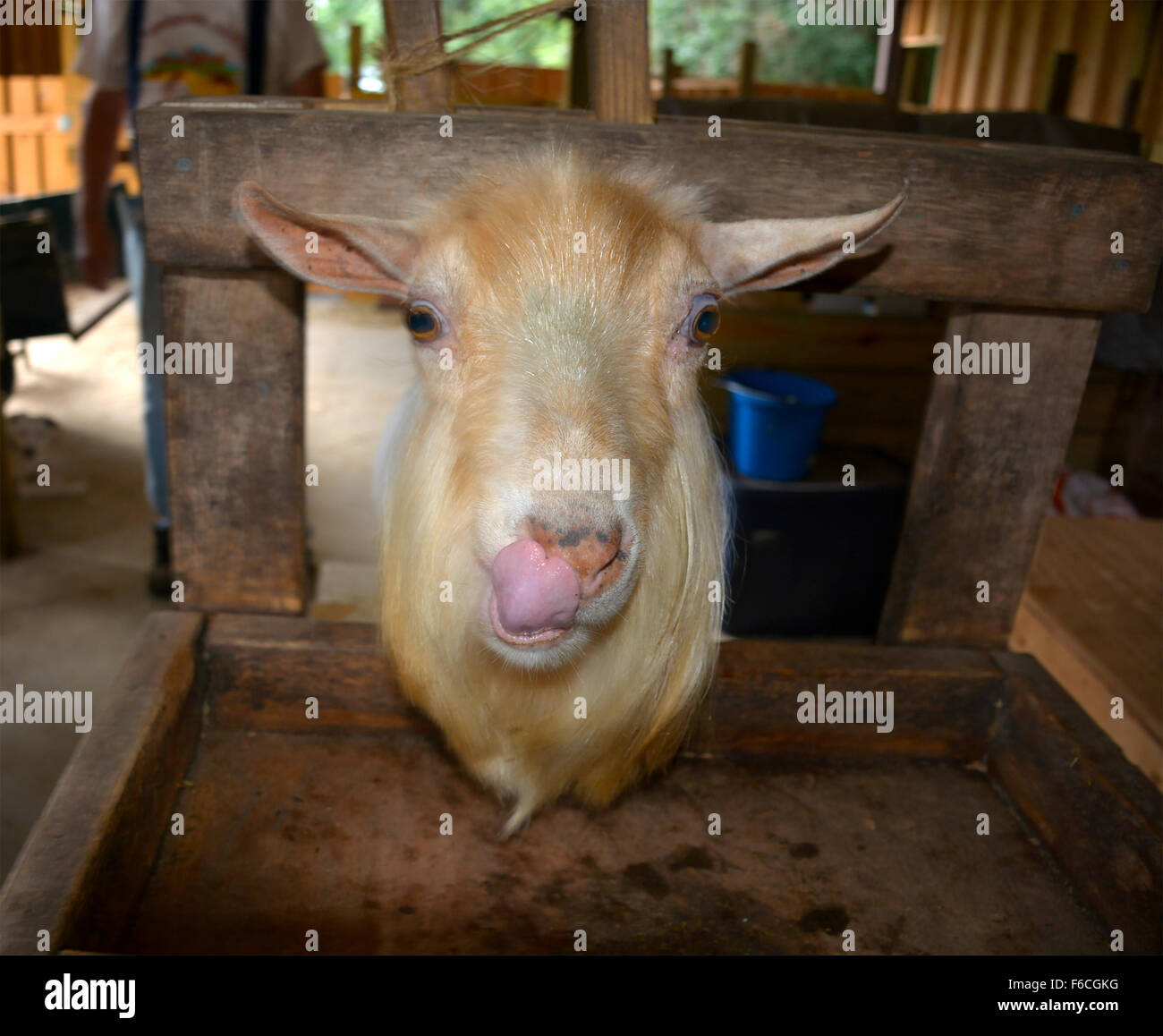 Goat tongue hi-res stock photography and images - Alamy