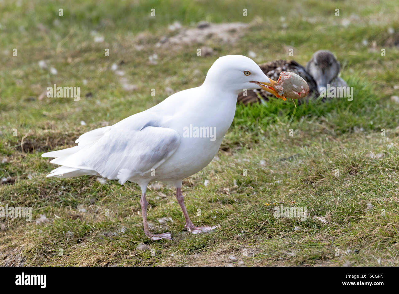 Eider duck eggs hi-res stock photography and images - Alamy