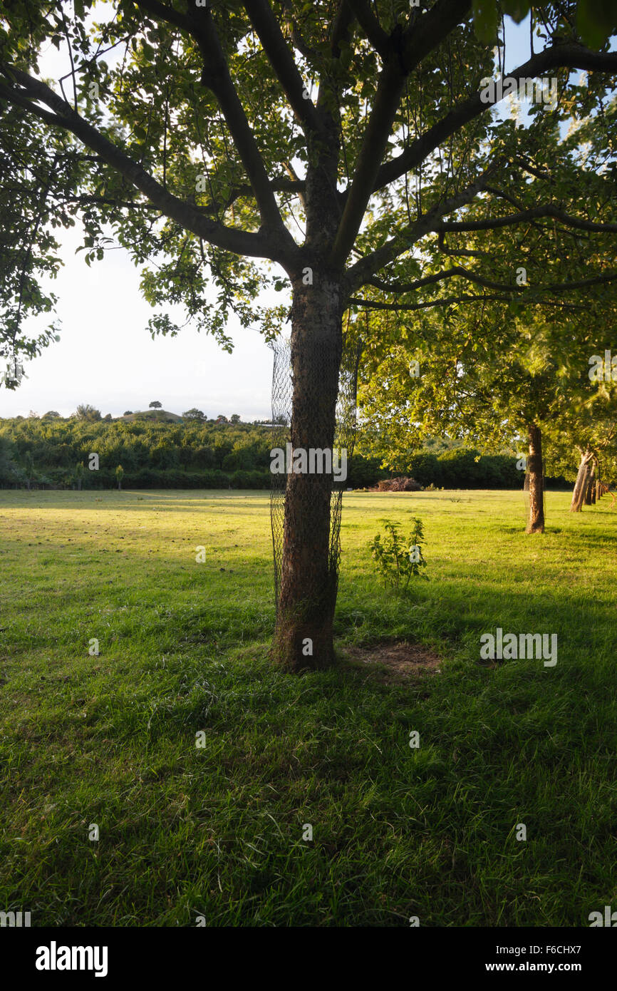 Orchards at Burrow Hill Cider Farm, with Burrow Hill in the Distance ...