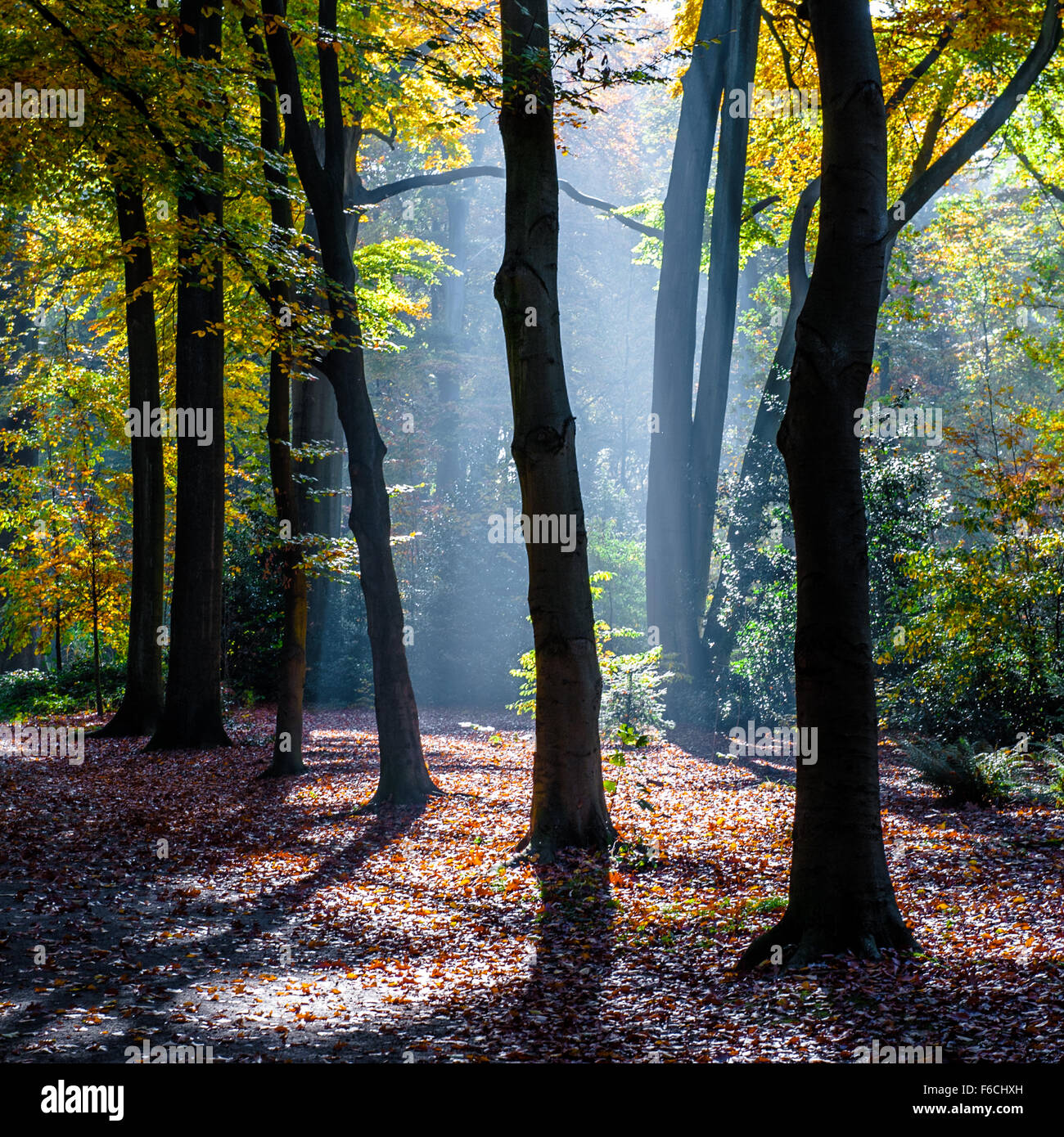 Belgium, Antwerp, middelheim park in autumn - fall Stock Photo - Alamy