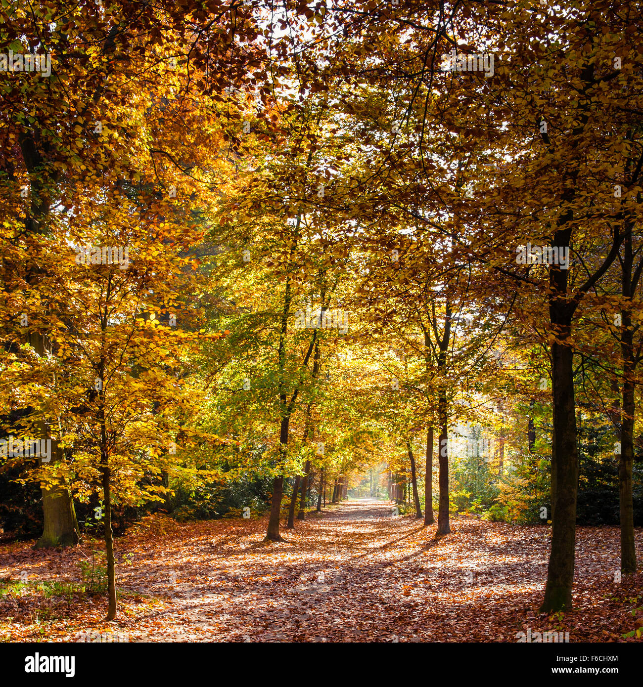 Belgium, Antwerp, middelheim park in autumn - fall Stock Photo - Alamy
