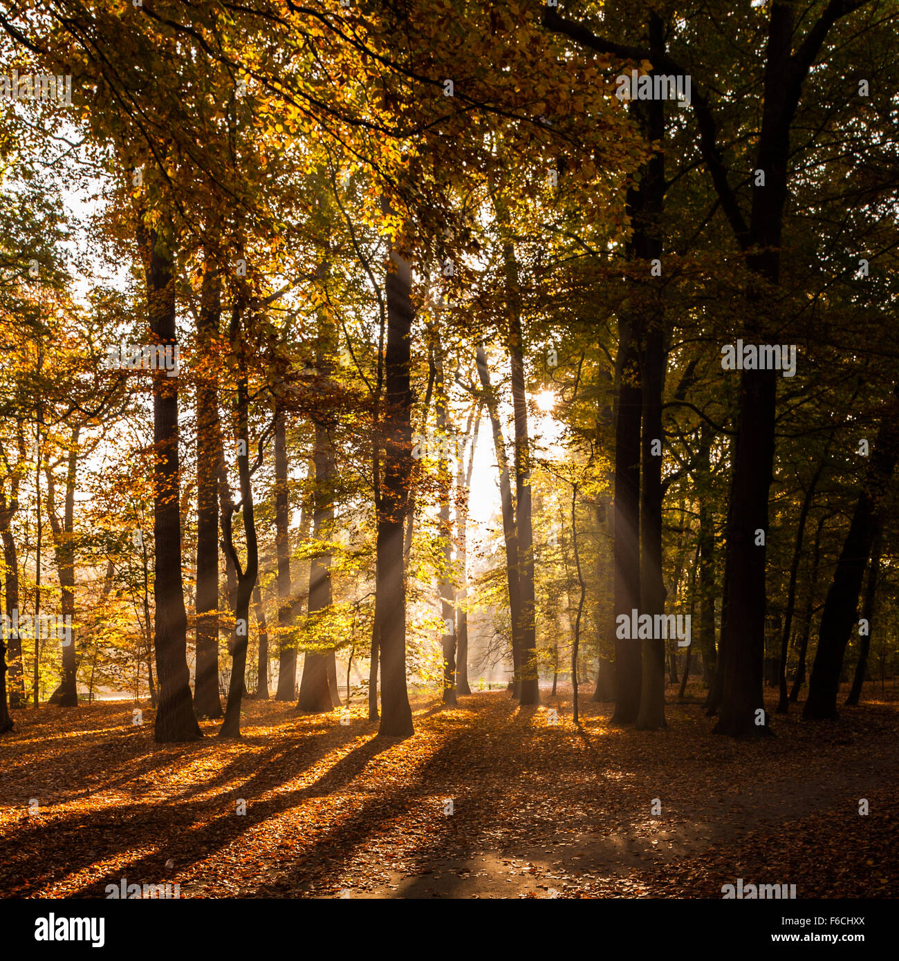 Belgium, Antwerp, middelheim park in autumn - fall Stock Photo - Alamy