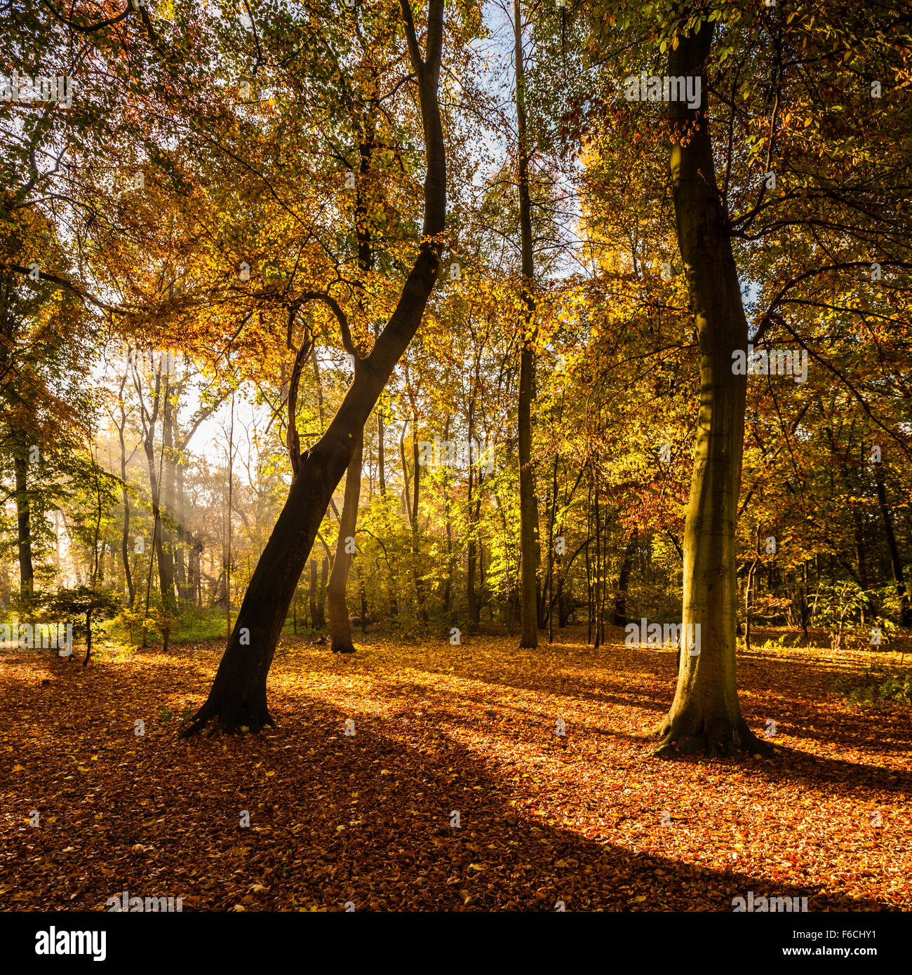 Belgium, Antwerp, middelheim park in autumn - fall Stock Photo - Alamy