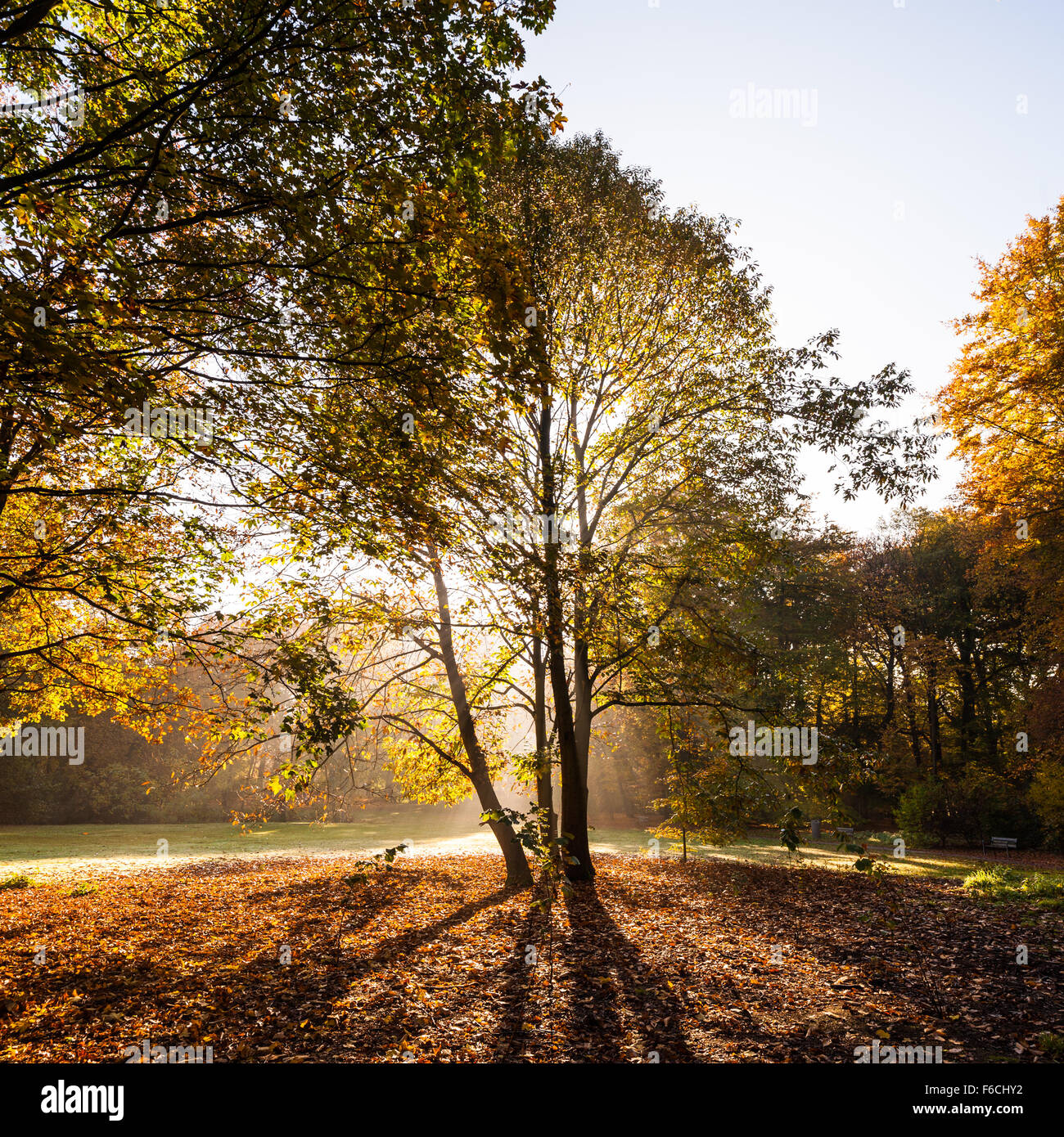 Belgium, Antwerp, middelheim park in autumn - fall Stock Photo - Alamy