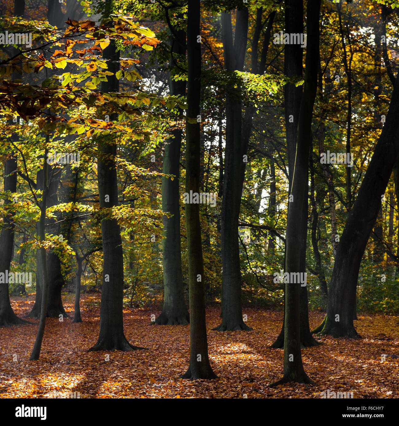 Belgium, Antwerp, middelheim park in autumn - fall Stock Photo - Alamy