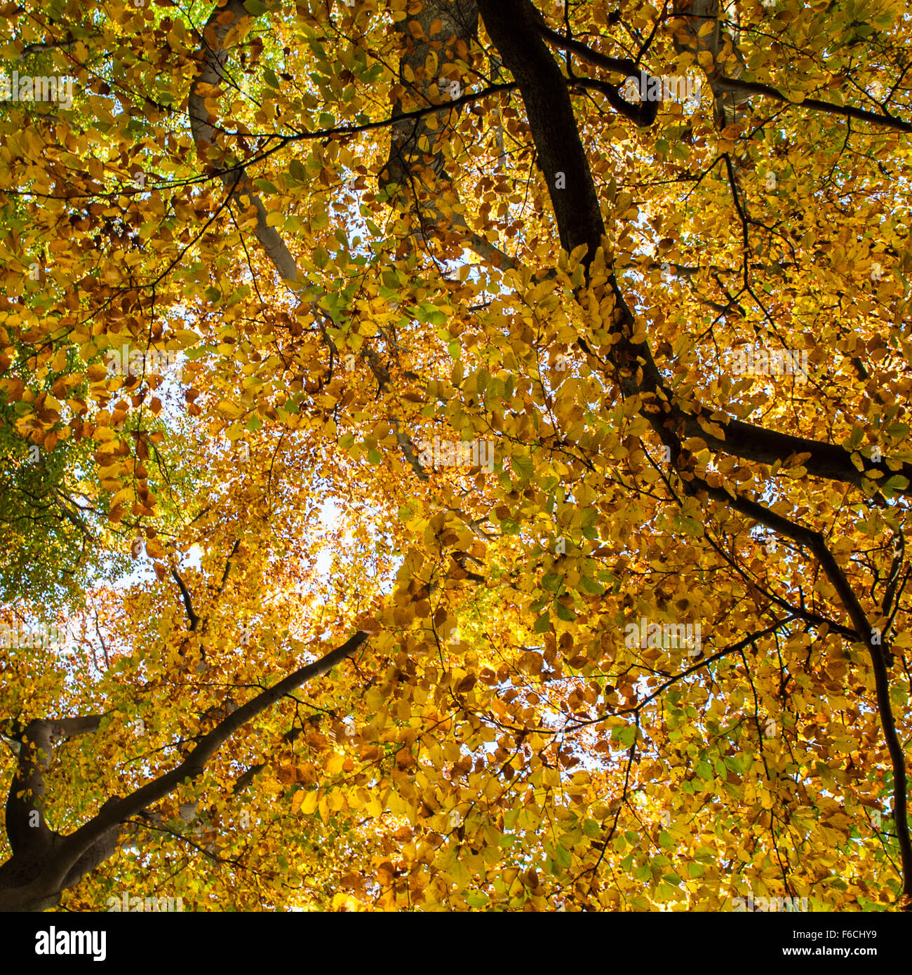 Belgium, Antwerp, middelheim park in autumn - fall Stock Photo - Alamy