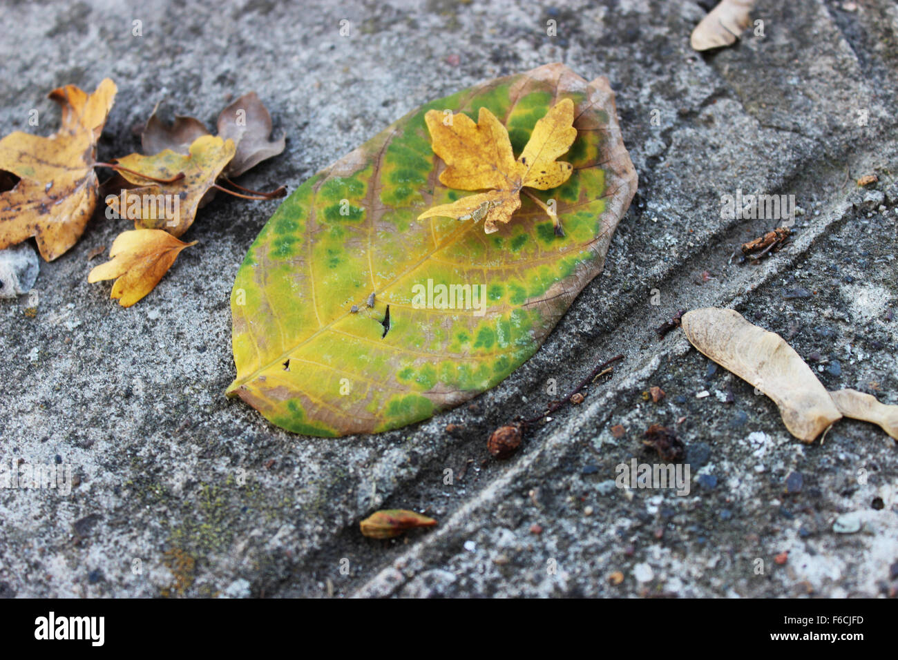 Different leaves that are together Stock Photo - Alamy
