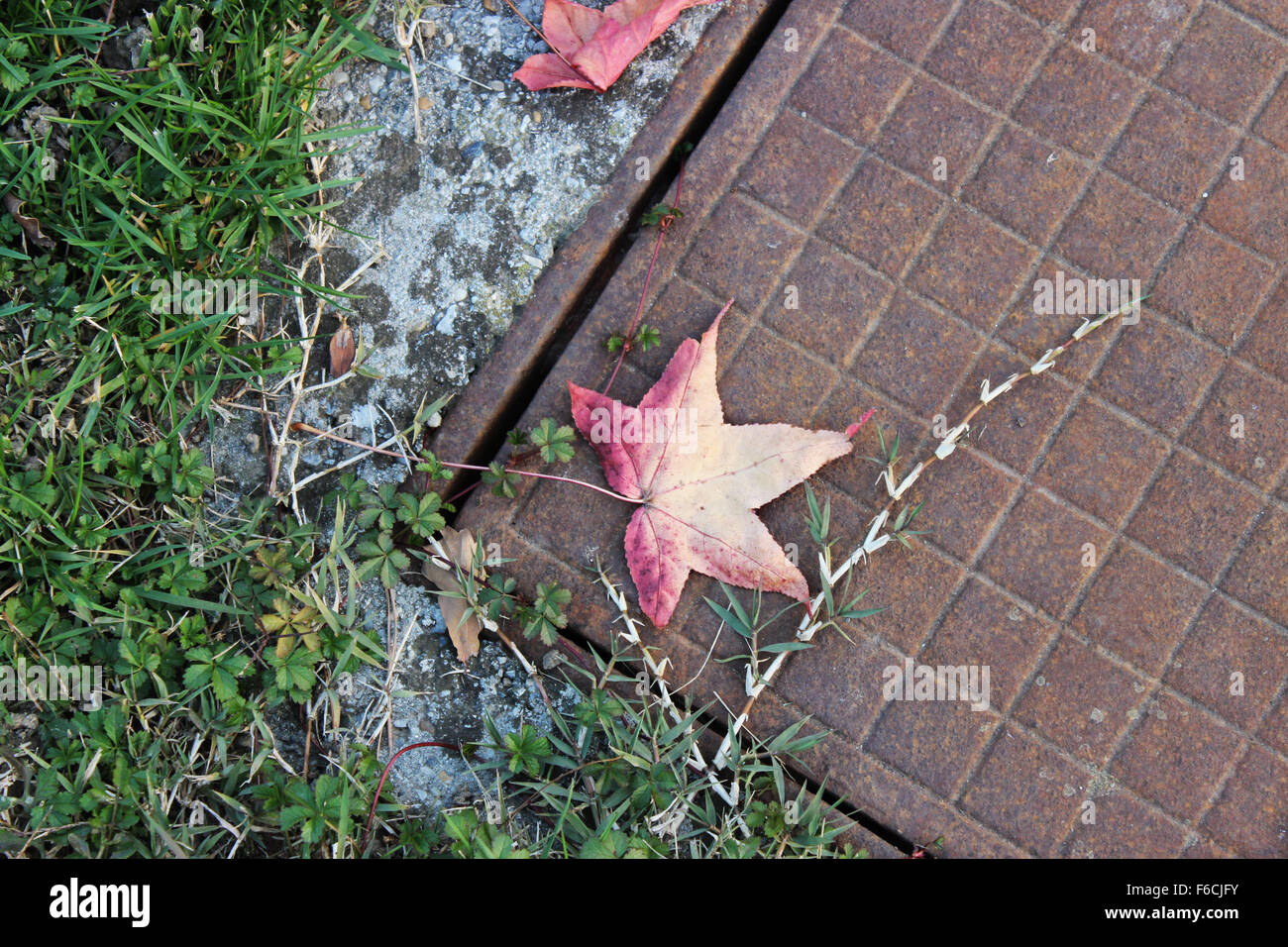 Falling red leaf Stock Photo - Alamy
