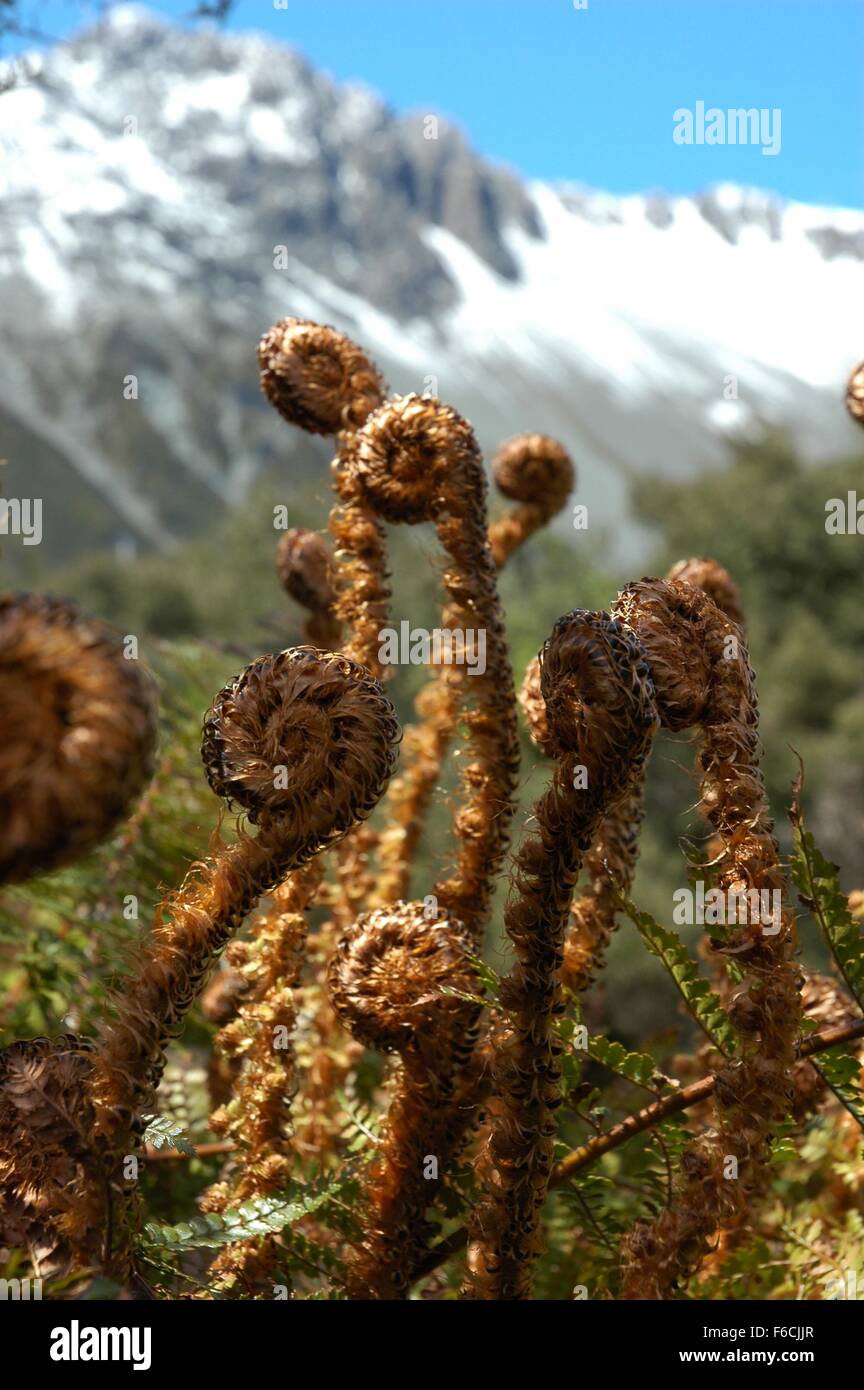Fern curls unfurling hi-res stock photography and images - Alamy