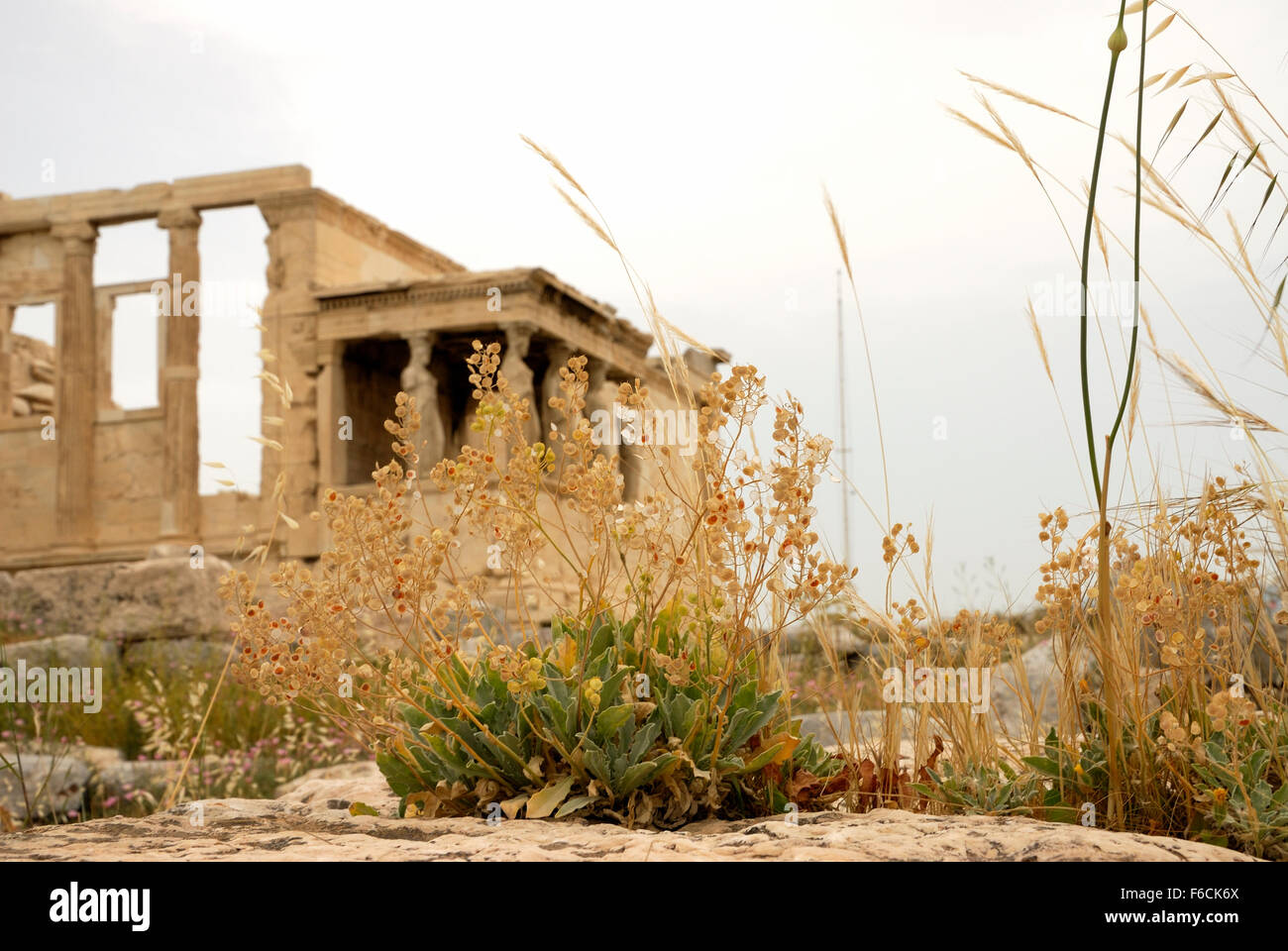 Wild flowers at Acropolis Rock with unfocused caryatids behind Stock ...