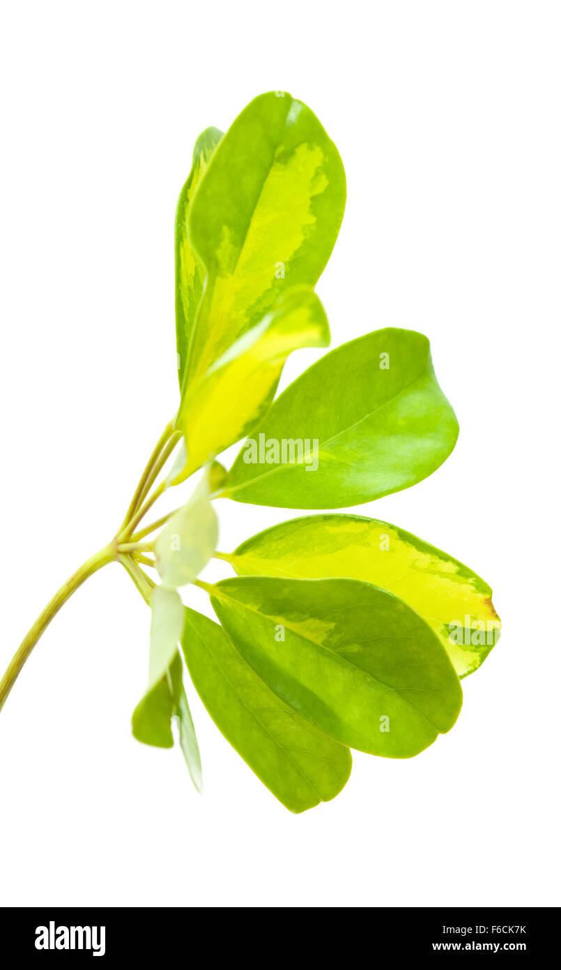 Schefflera arboricola hi-res stock photography and images - Alamy