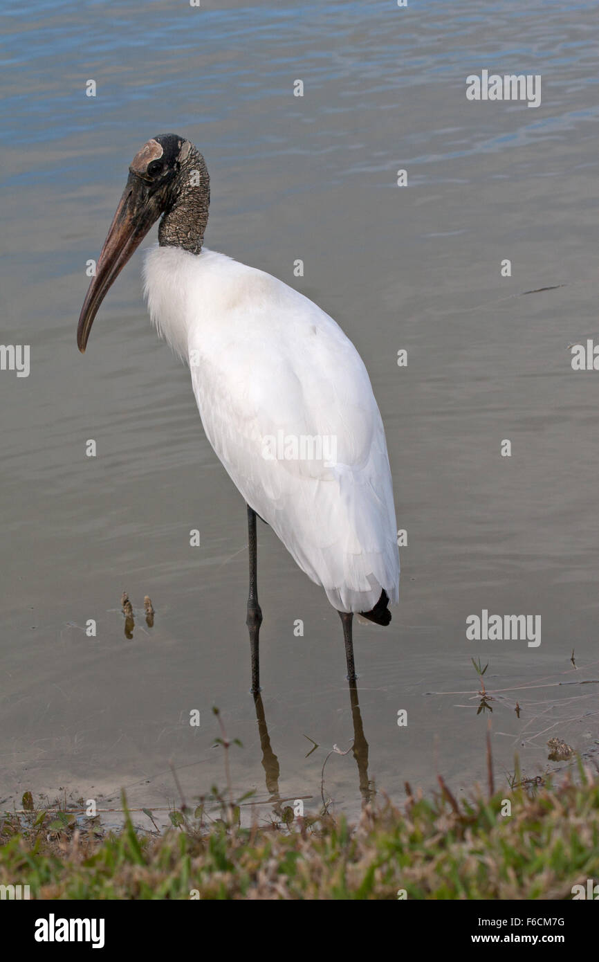 Wood stork standing in water Stock Photo - Alamy