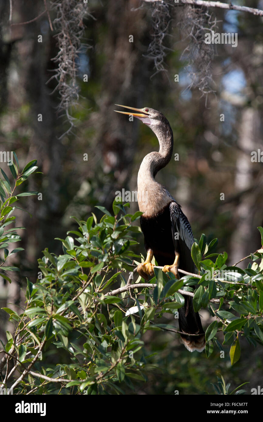 Anhinga in tree Stock Photo - Alamy
