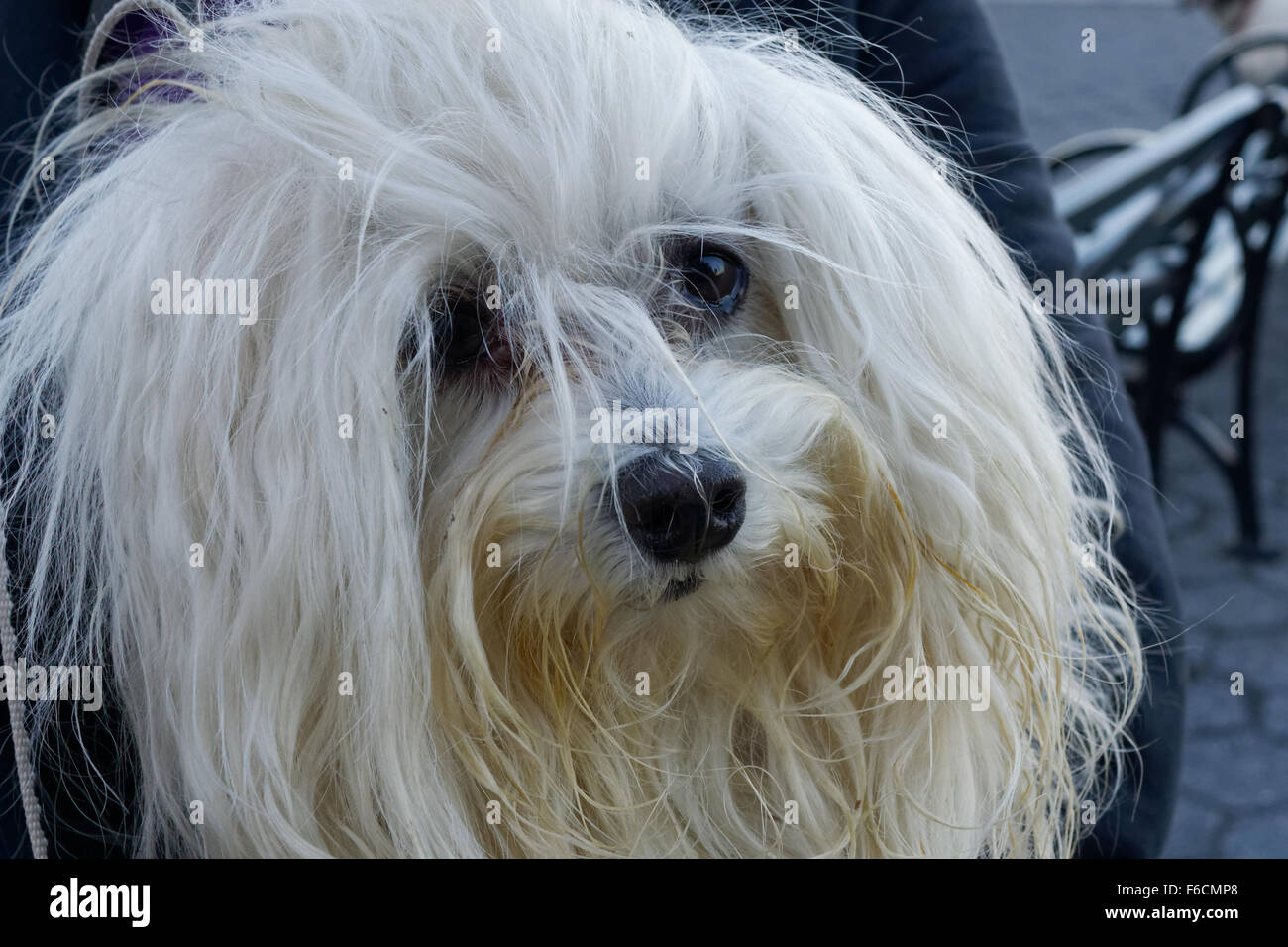 Long haired dog hi-res stock photography and images - Alamy