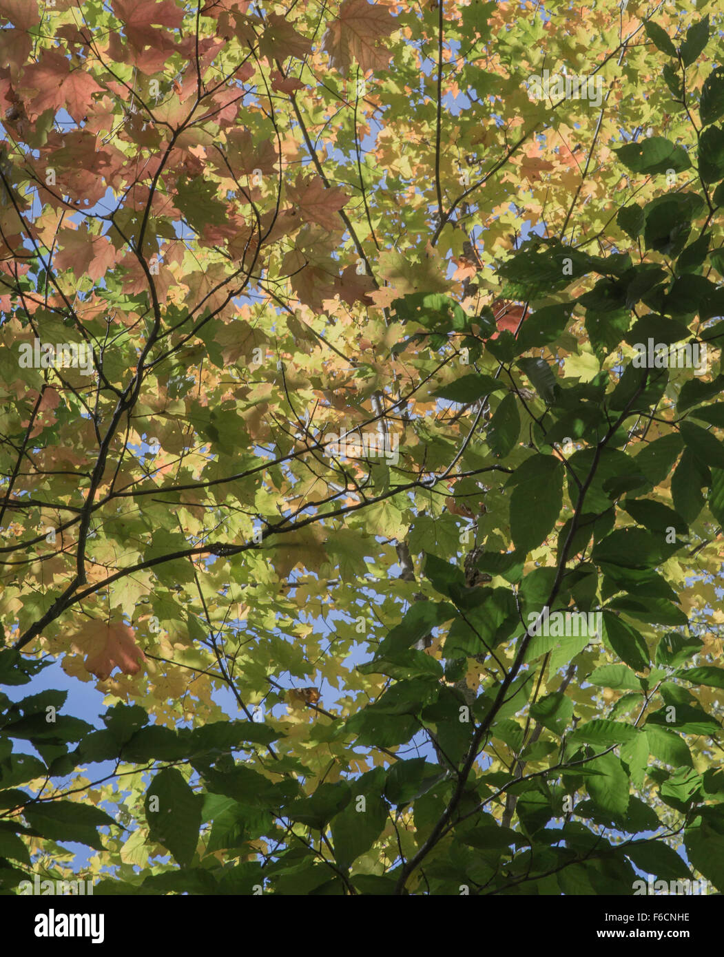 Bright Autumn colours in Algonquin Provincial Park in October 2015 ...
