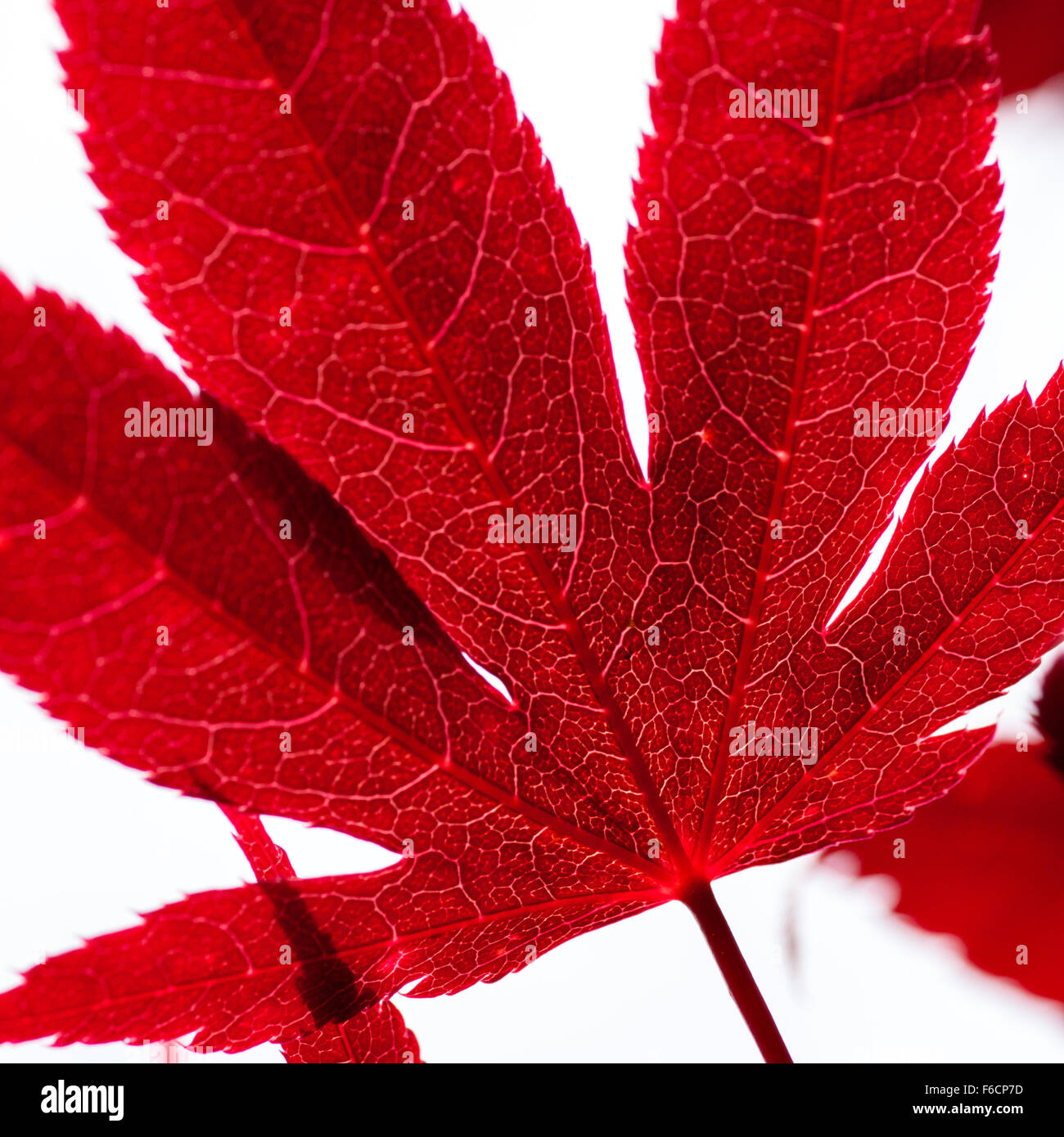 Acer veins hi-res stock photography and images - Alamy