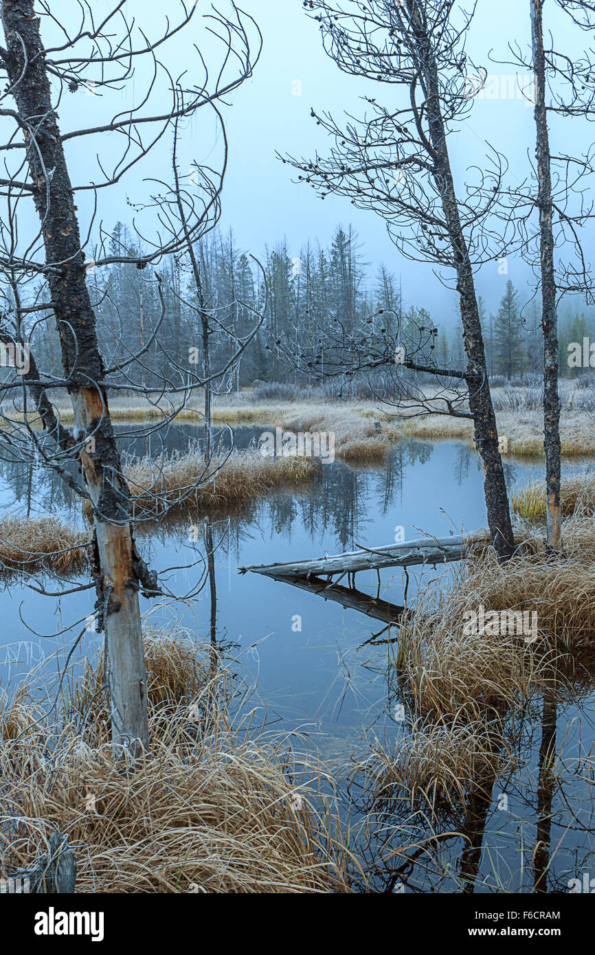 Fog over marsh hi-res stock photography and images - Alamy