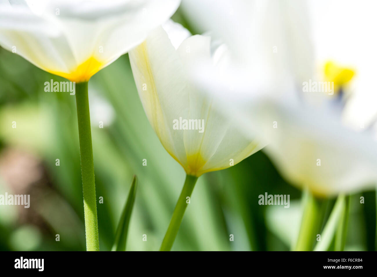 White tulips in the spring sunshine Stock Photo - Alamy